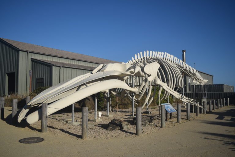 21 Awesome Things To Do in Santa Cruz California in Summer!