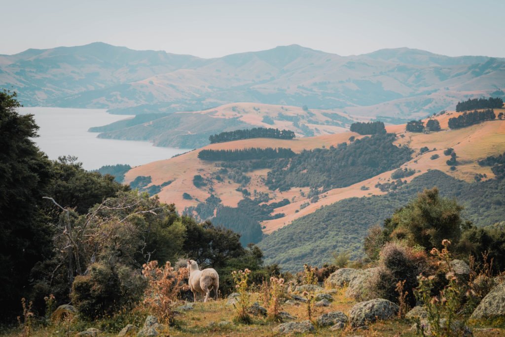 #11 Akaroa - The Eye-Opening Paradise in New Zealand