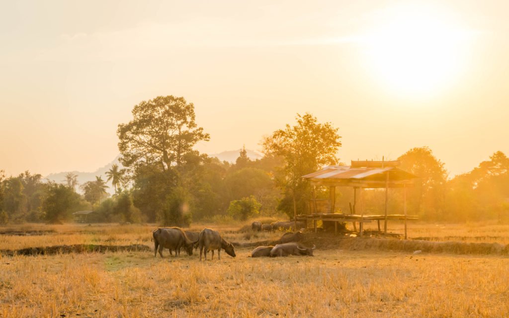 7 Reasons Why You Must Visit 4000 Islands in Laos